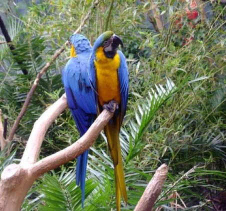 38 millones de animales arrancados de la selva brasileña