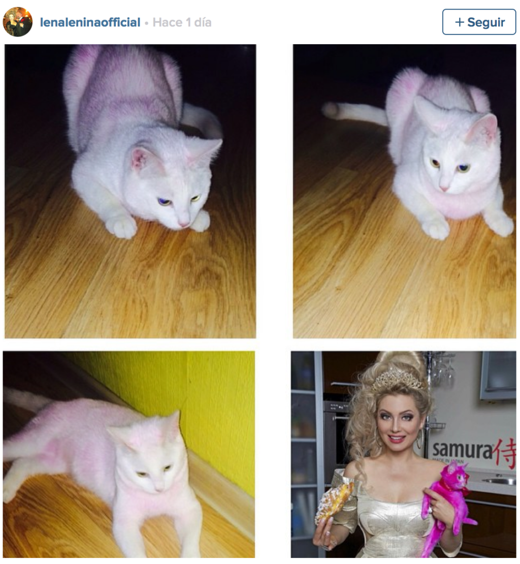 Gato teñido de rosa para fiesta causa furor en redes