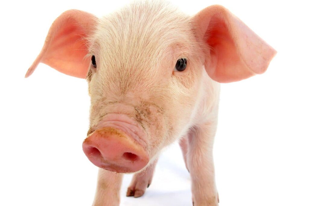 Cerdos: seres sensibles e inteligentes, ¿sabías?