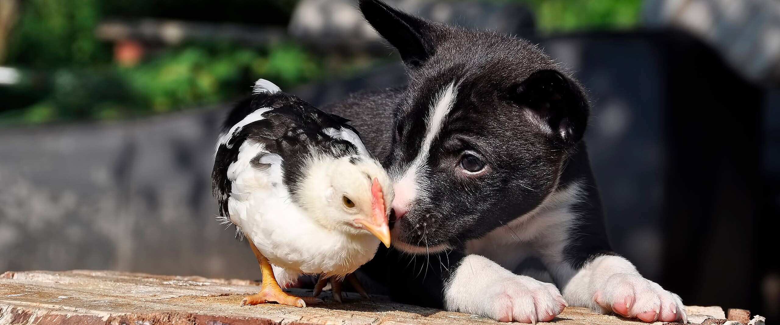 7 maneras efectivas de demostrar amor a los animales