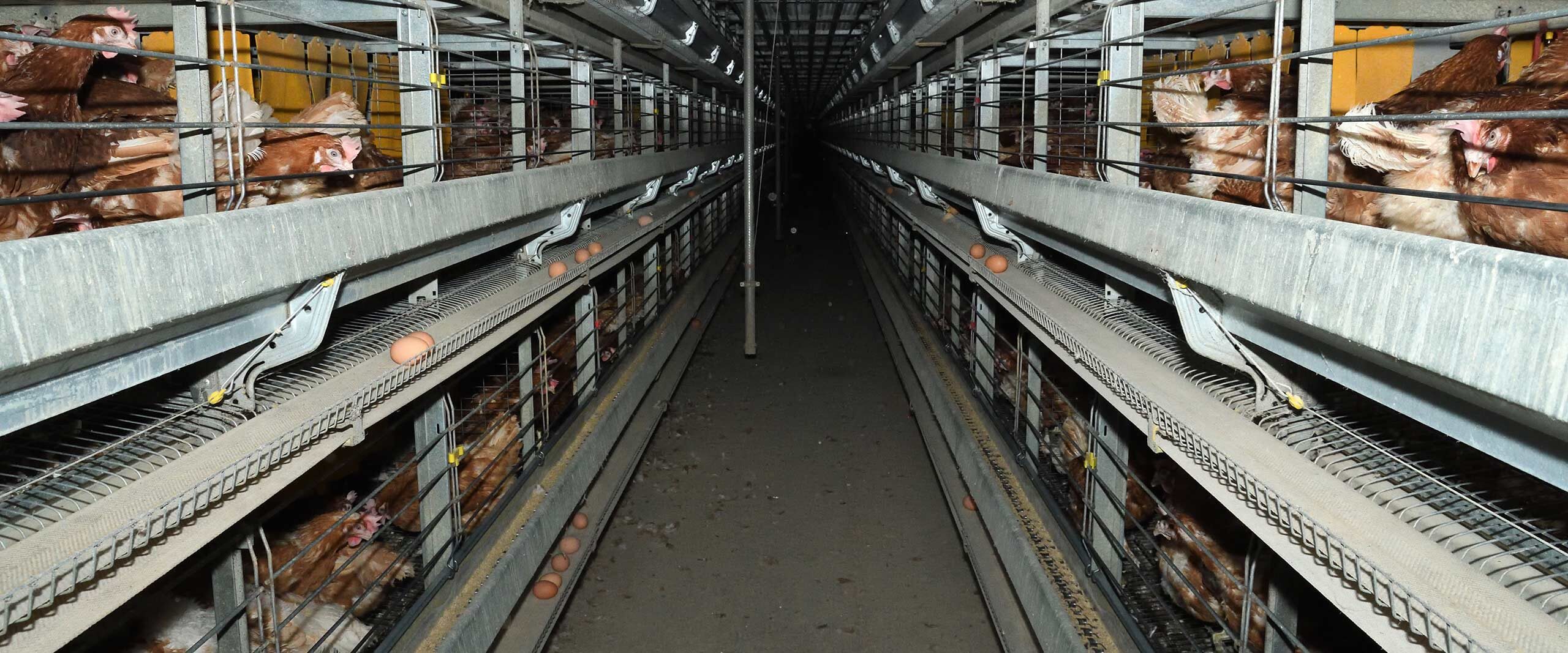 Sodexo dejará de usar huevos de gallinas criadas en jaulas | Igualdad ...