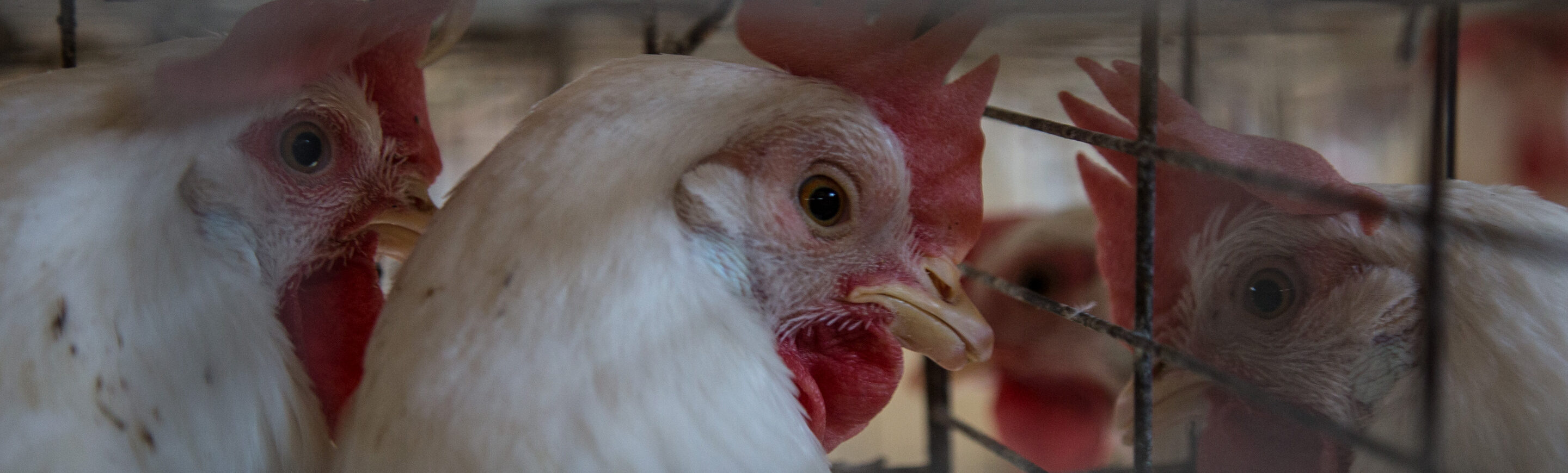 El mayor productor de huevos del Reino Unido será 100% libre de jaulas ...