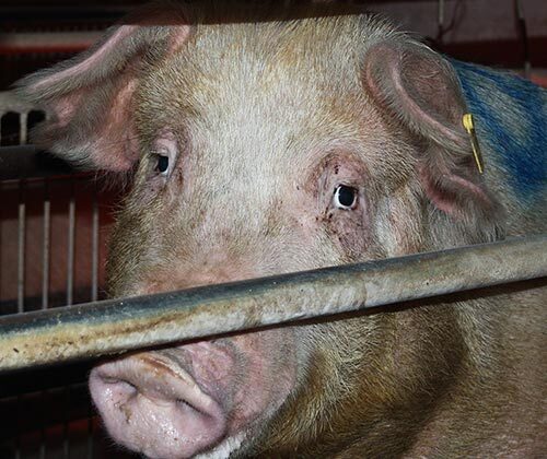 Una historia de compromiso y activismo | Igualdad Animal