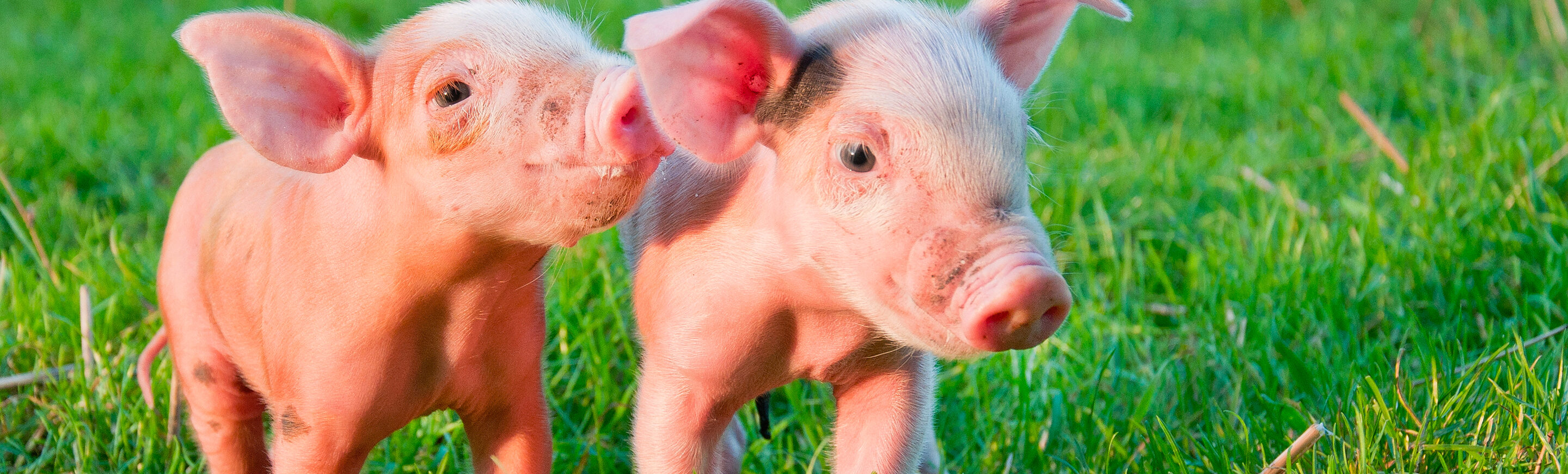 Admira la sorprendente inteligencia de animales de granja