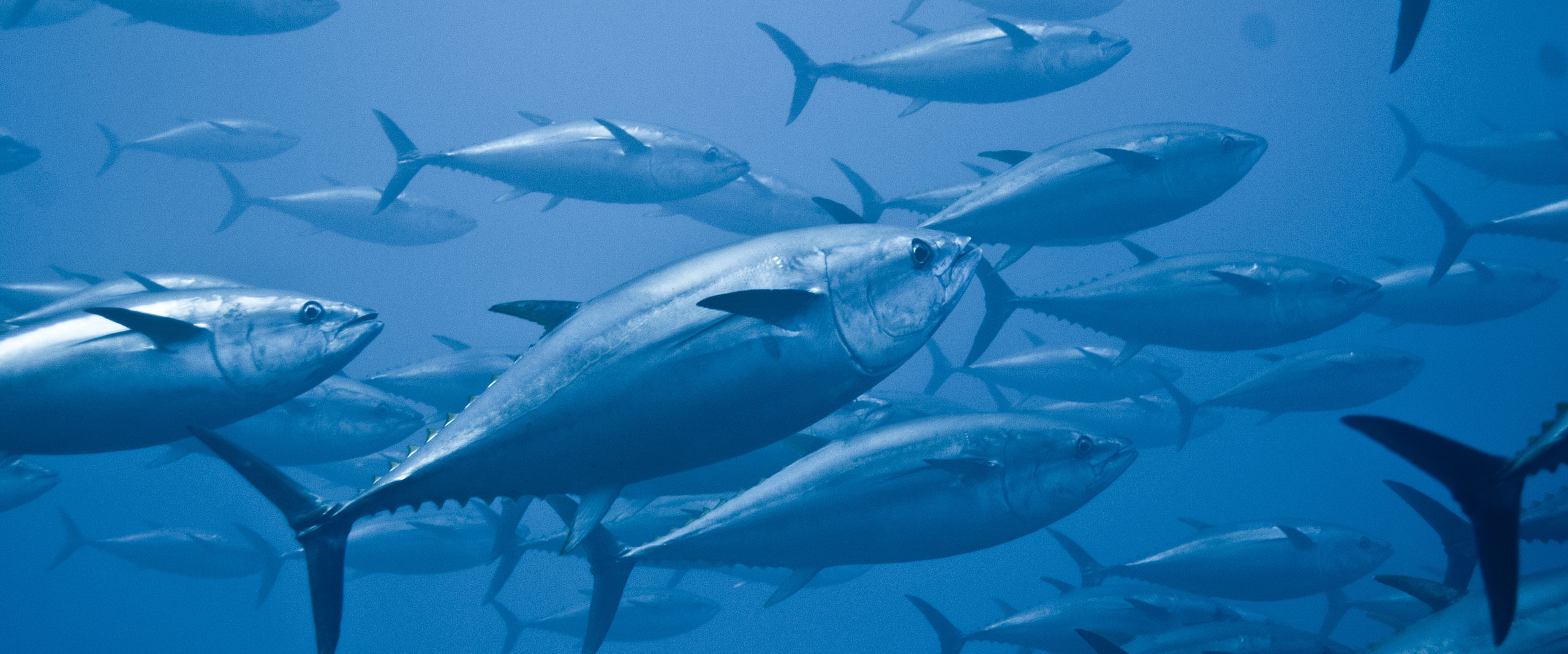 Investigación matanza de atunes | Igualdad Animal