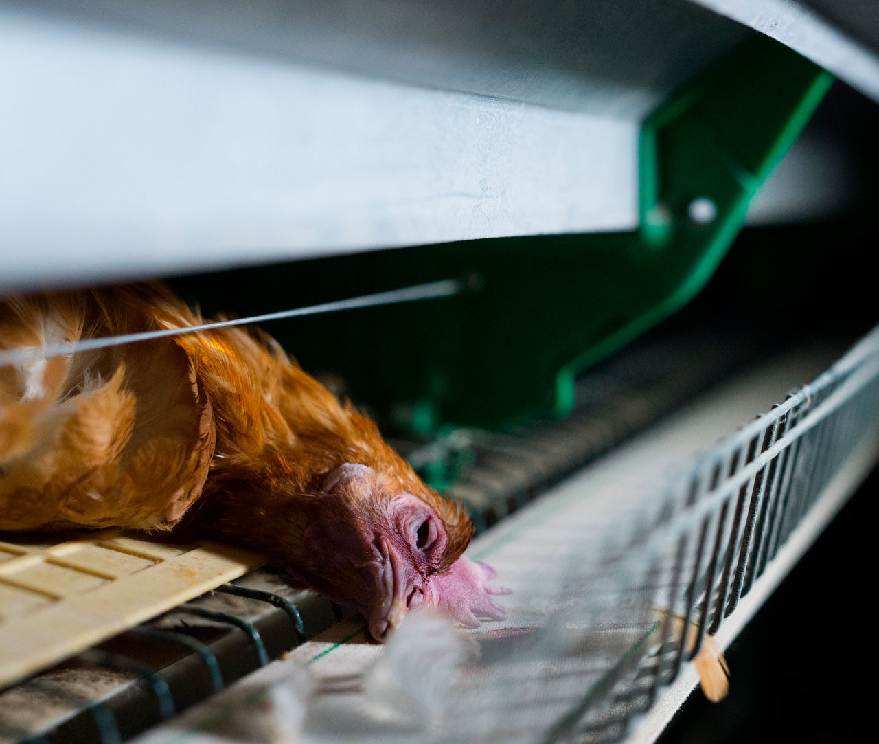 Investigación granjas de gallinas | Igualdad Animal