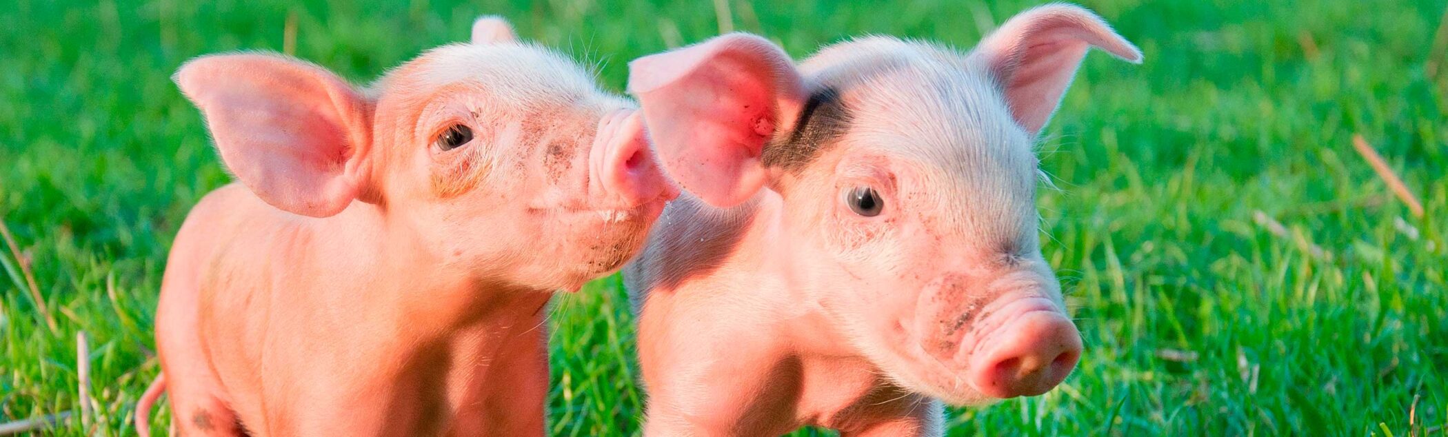 Cerdos: seres sensibles e inteligentes, ¿sabías?