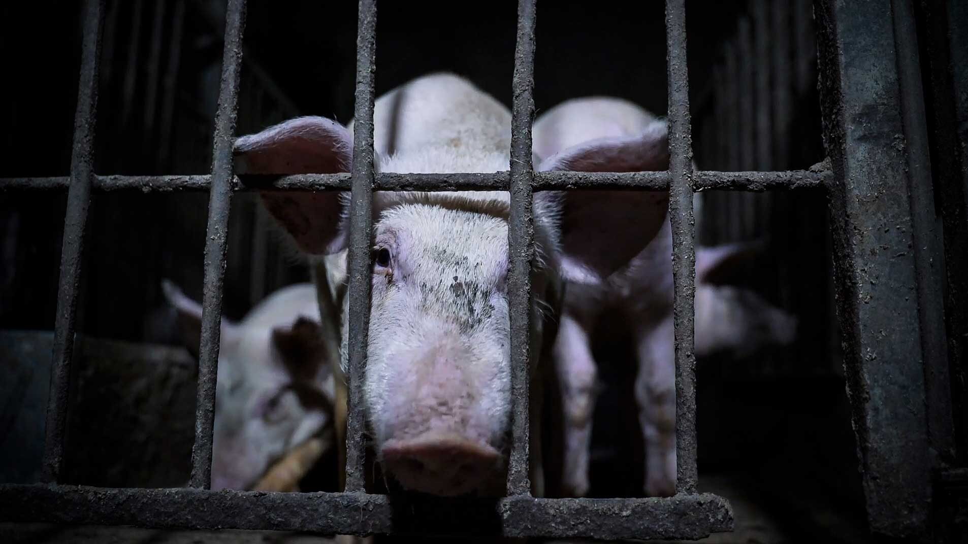 Maltrato y cadáveres en granja de cerdos Italiana | Igualdad Animal