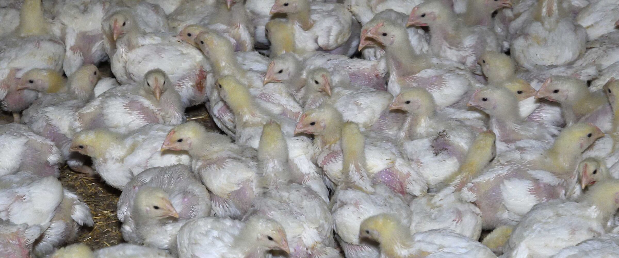 Compromiso Europeo del pollo | Igualdad Animal