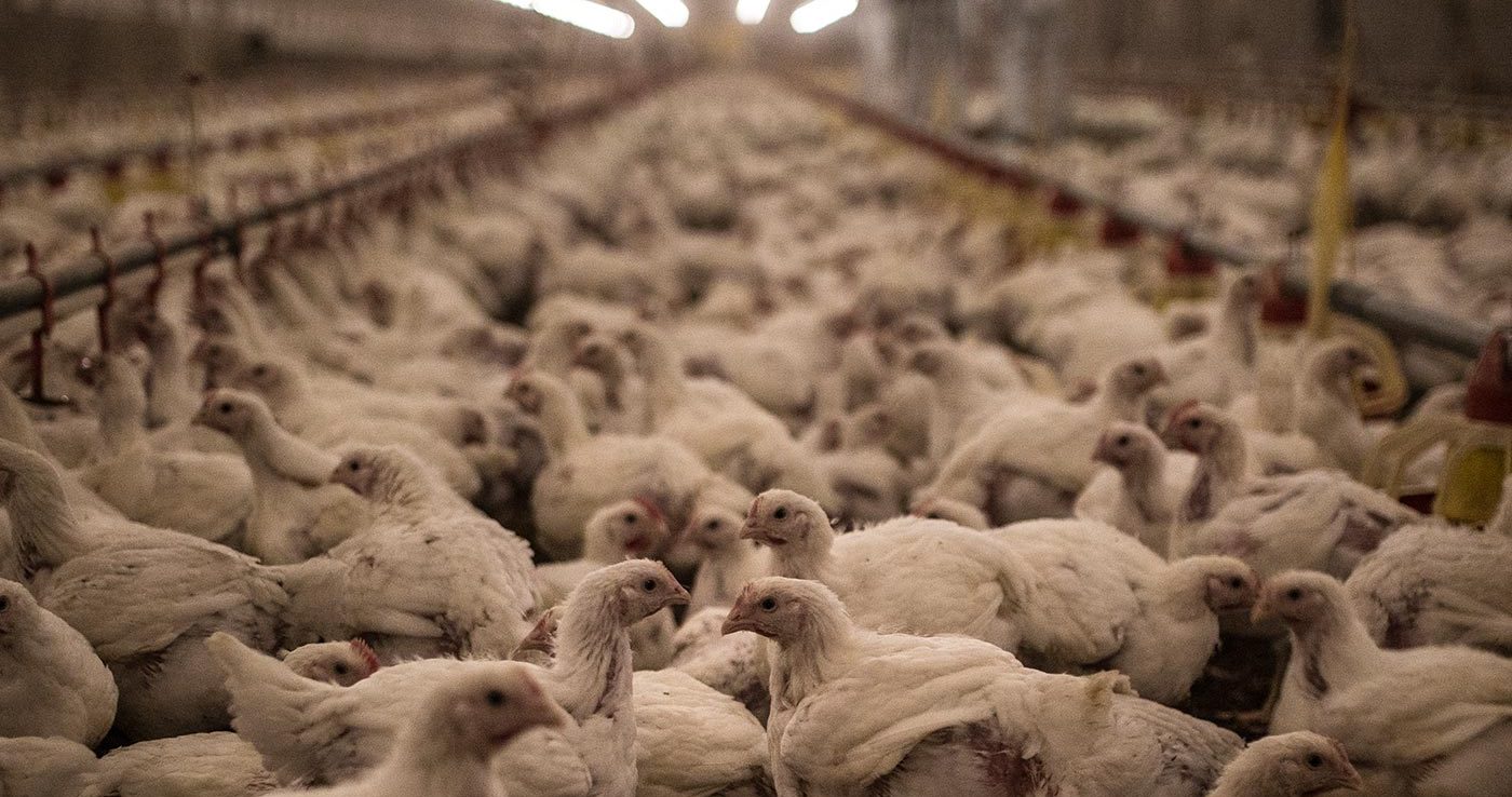 Pollos en España: 5 veces más antibióticos que en Francia