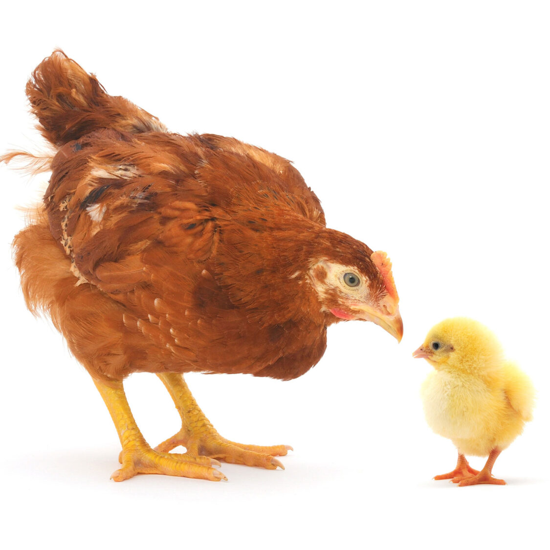 UDON adopta Compromiso Europeo del Pollo y huevos libres