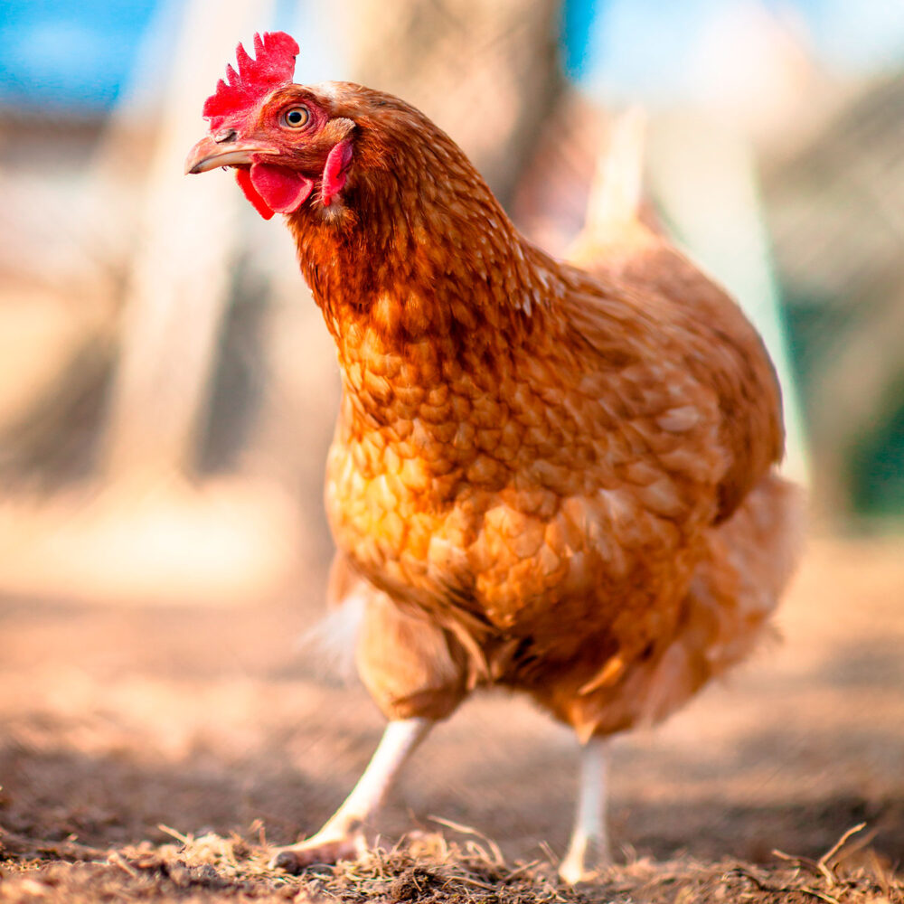 KFC anuncia su política global libre de jaulas