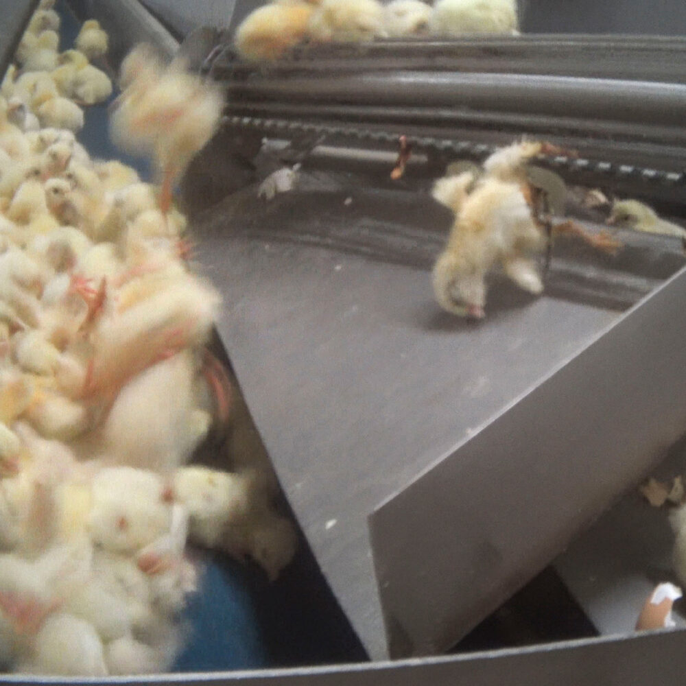 Pollitos ahogados, triturados y mutilados en sus primeras horas de vida