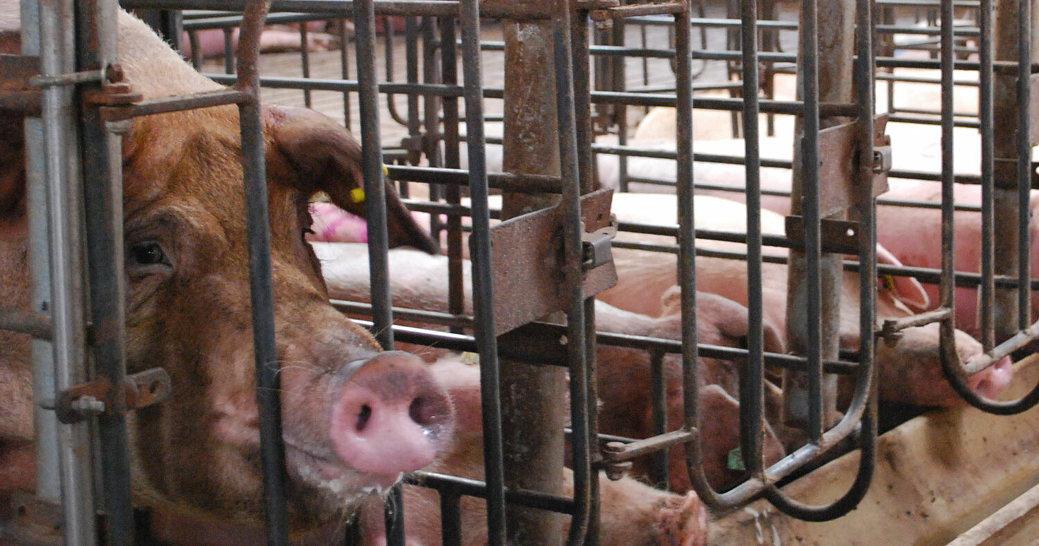 Macrogranjas en España: Impacto ambiental y crueldad