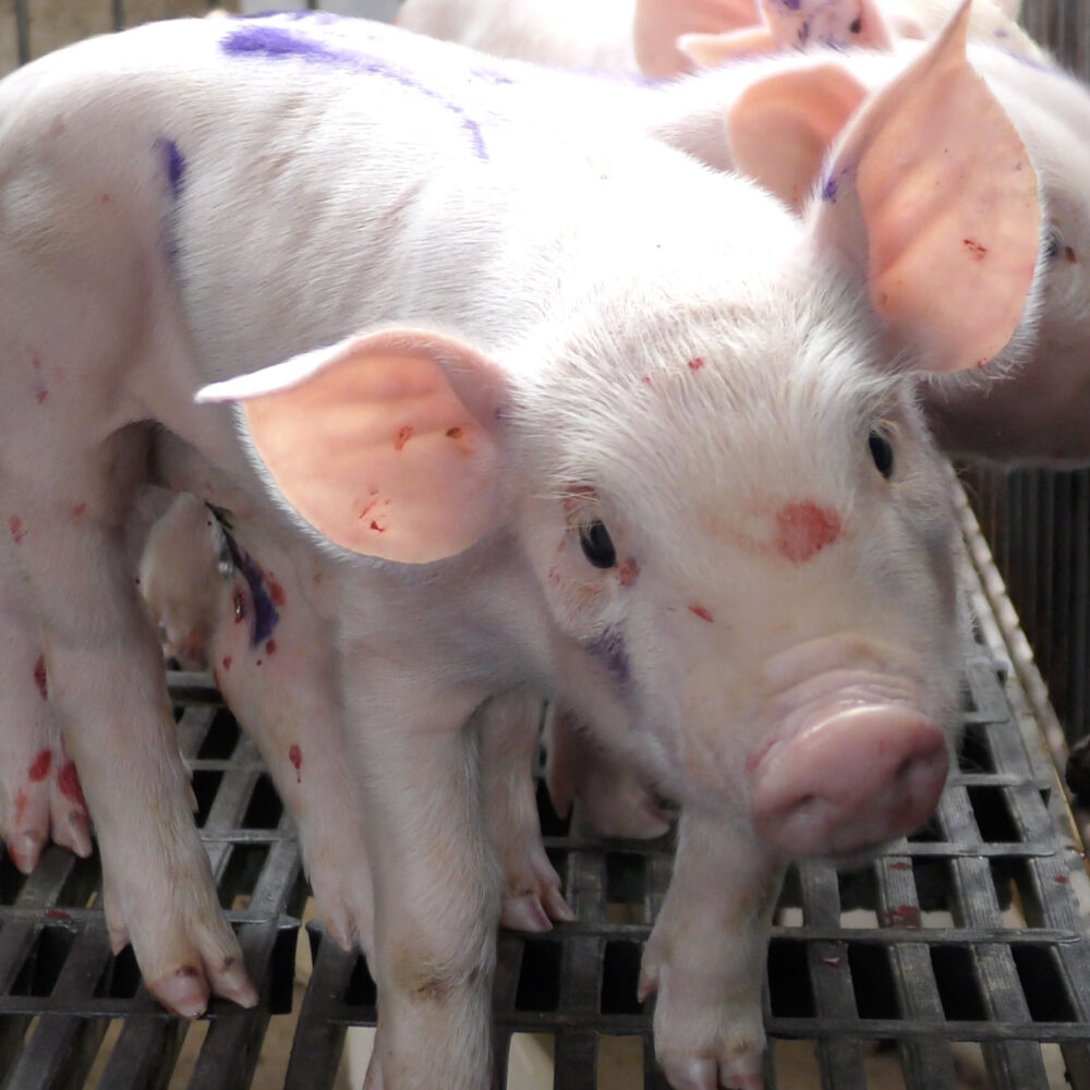 Mutilaciones a los cerditos al poco de nacer