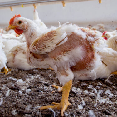 Sufrimiento de pollos broiler: ¿Por qué las leyes lo permiten?