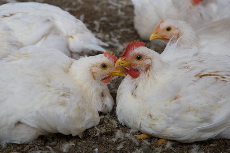 ¿Qué es un pollo broiler? | Igualdad Animal