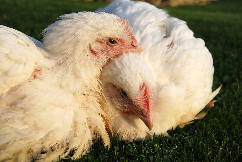 8 verdades sobre los pollos broiler | Igualdad Animal
