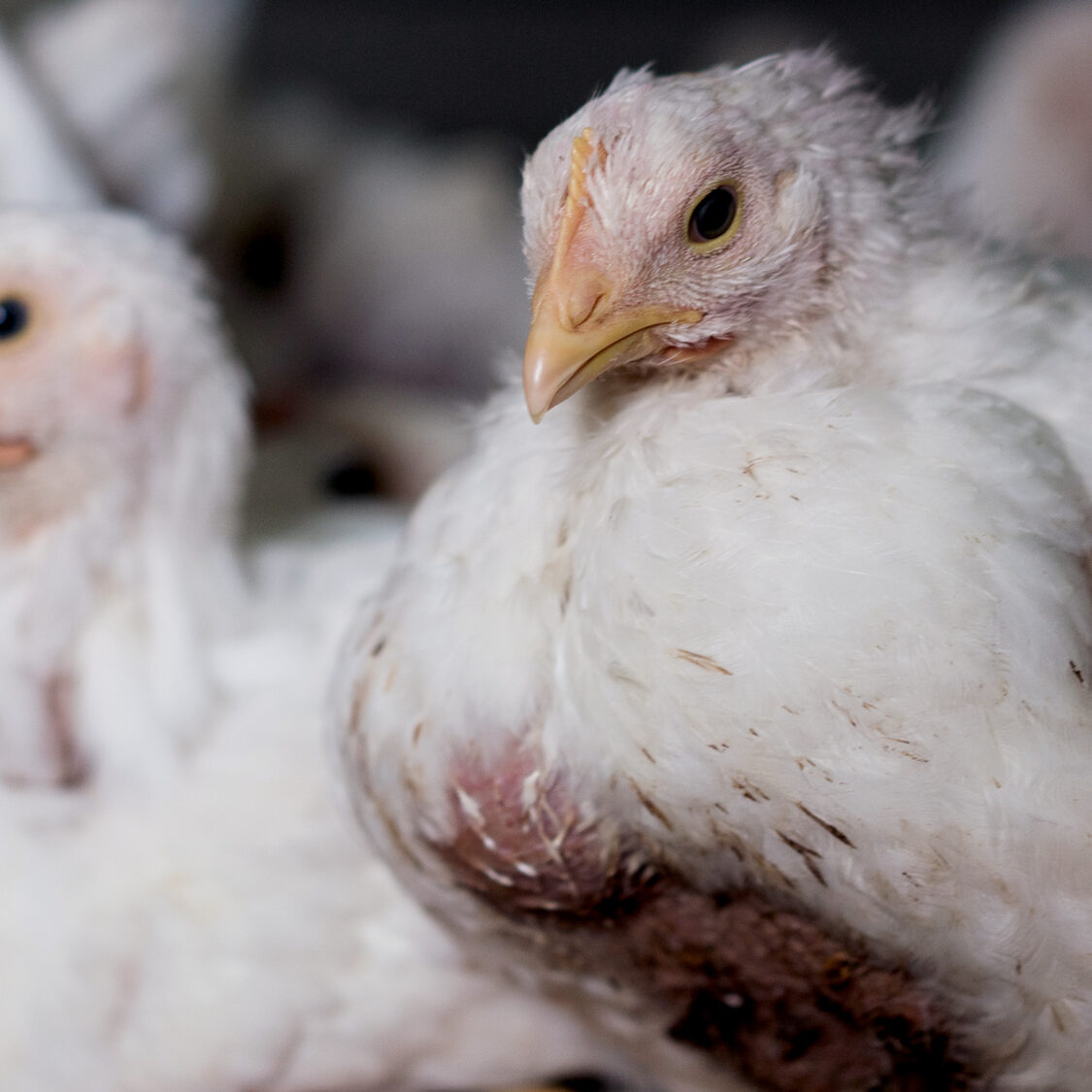 8 verdades sobre los pollos broiler | Igualdad Animal