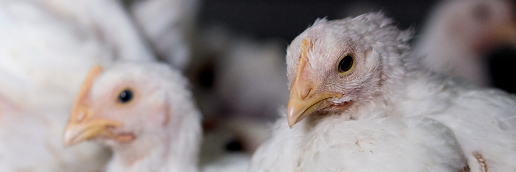 8 verdades sobre los pollos broiler | Igualdad Animal