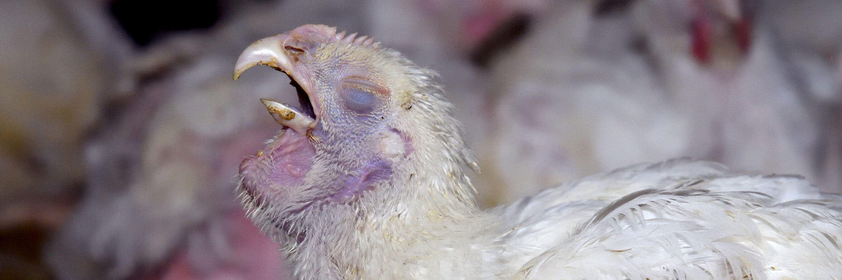 ¿Qué es un pollo broiler? | Igualdad Animal