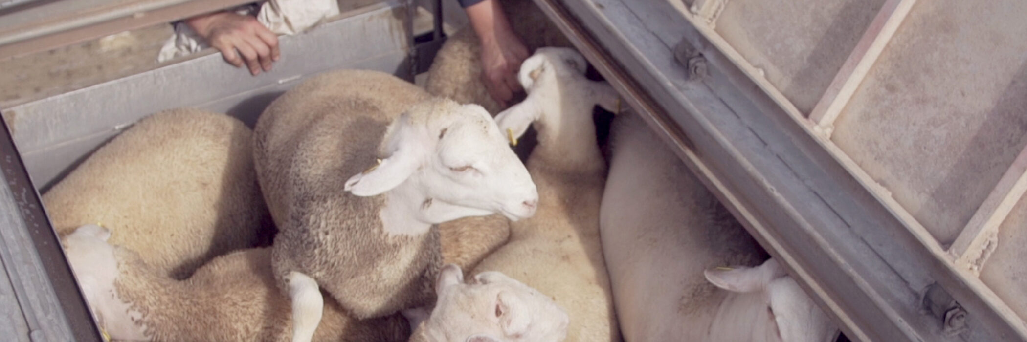 3 investigaciones sobre la crueldad del transporte de animales ...