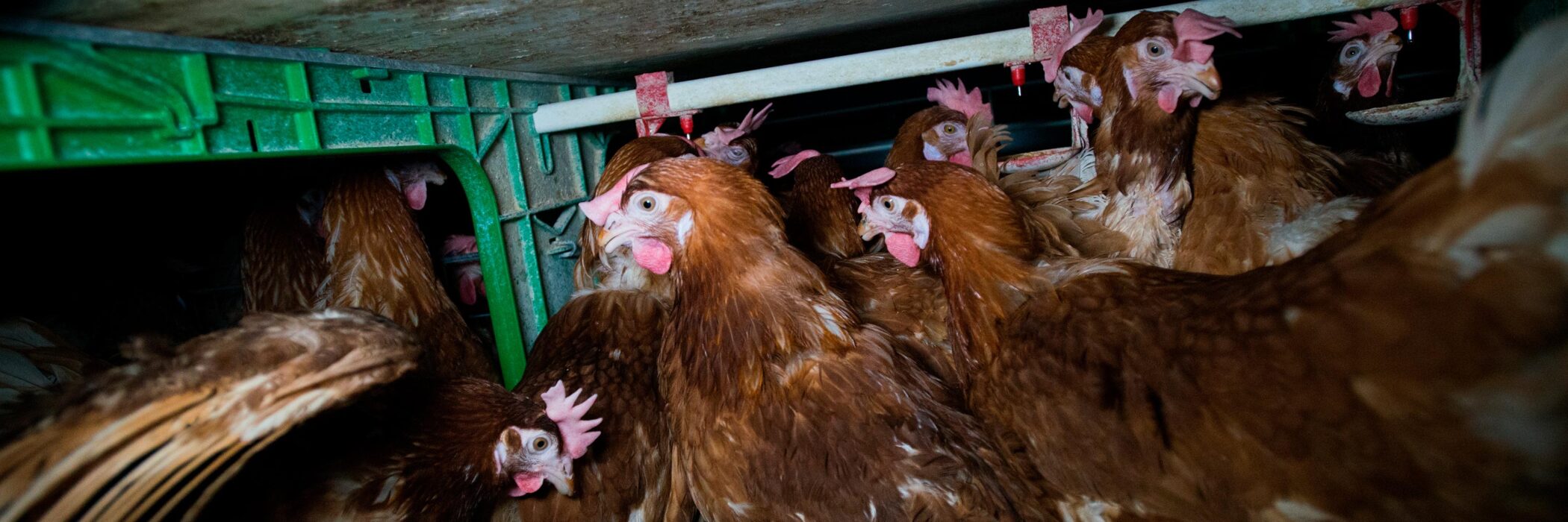 Auge de huevos libres de jaula en España: 28% en 2021