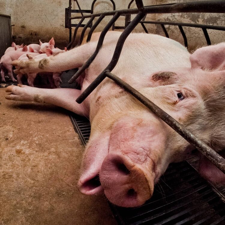 5 problemas de las granjas porcinas | Igualdad Animal