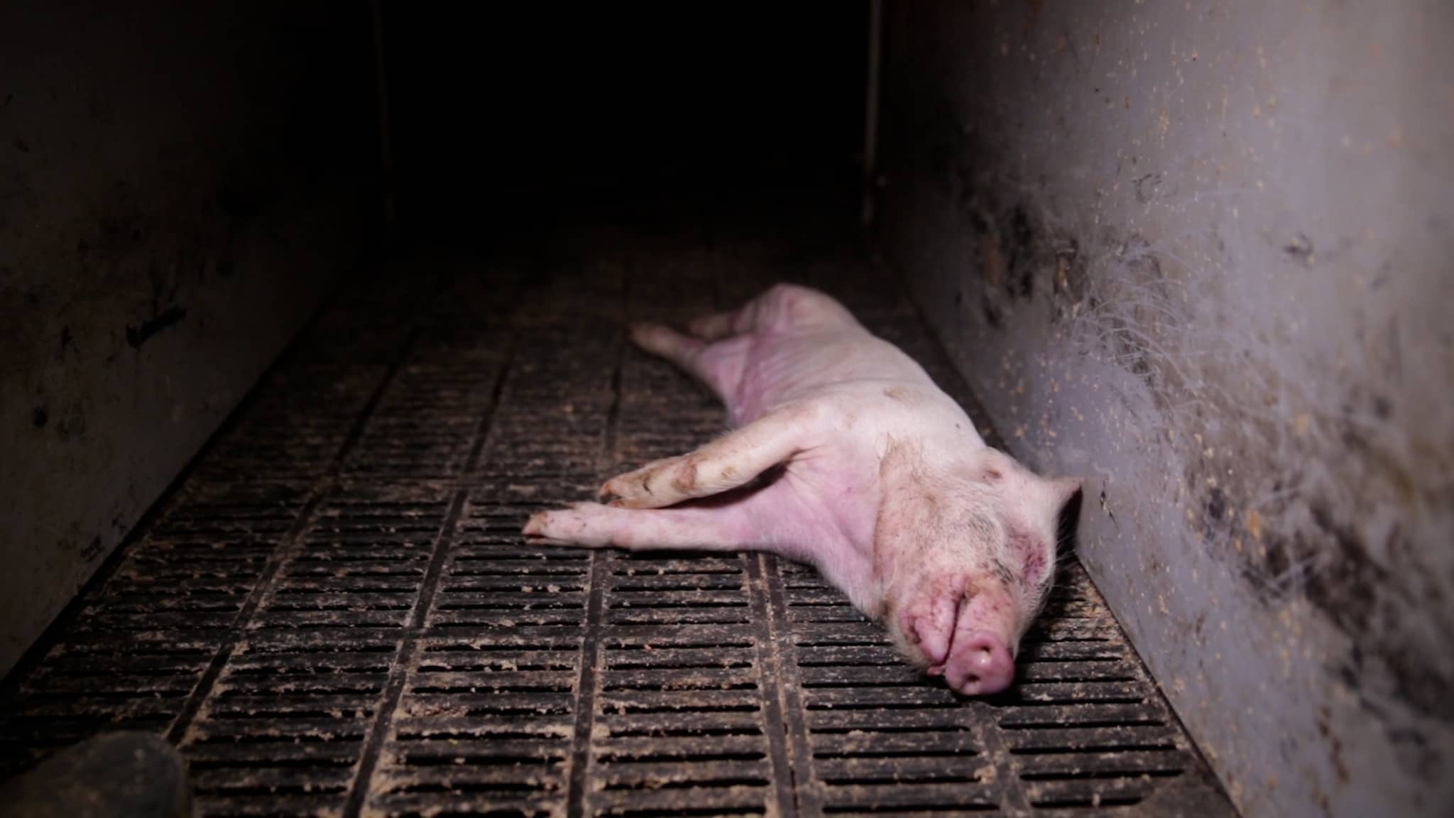 Entre cadáveres: La cara oculta de la excelencia italiana | Igualdad Animal