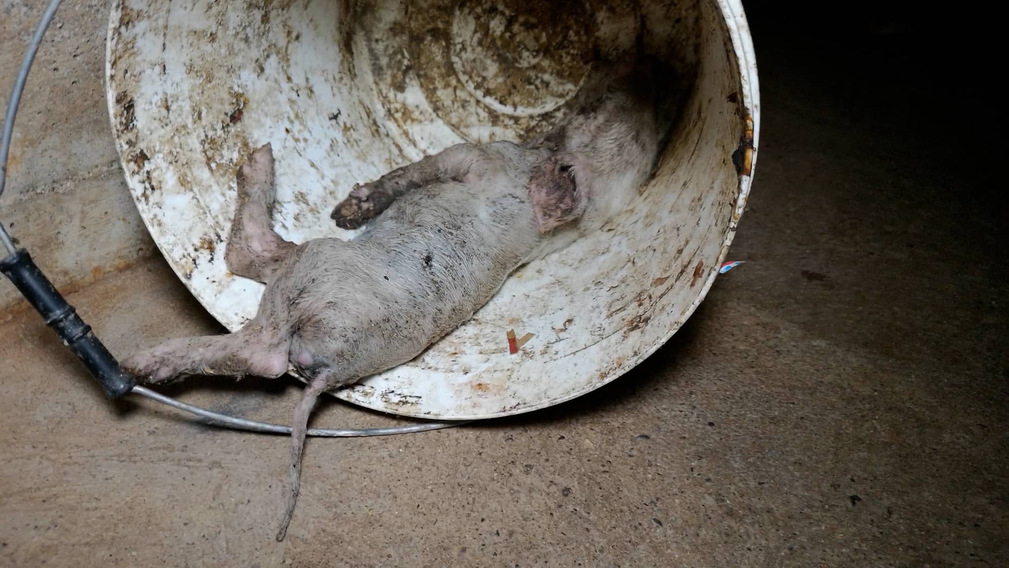 Entre cadáveres: La cara oculta de la excelencia italiana | Igualdad Animal