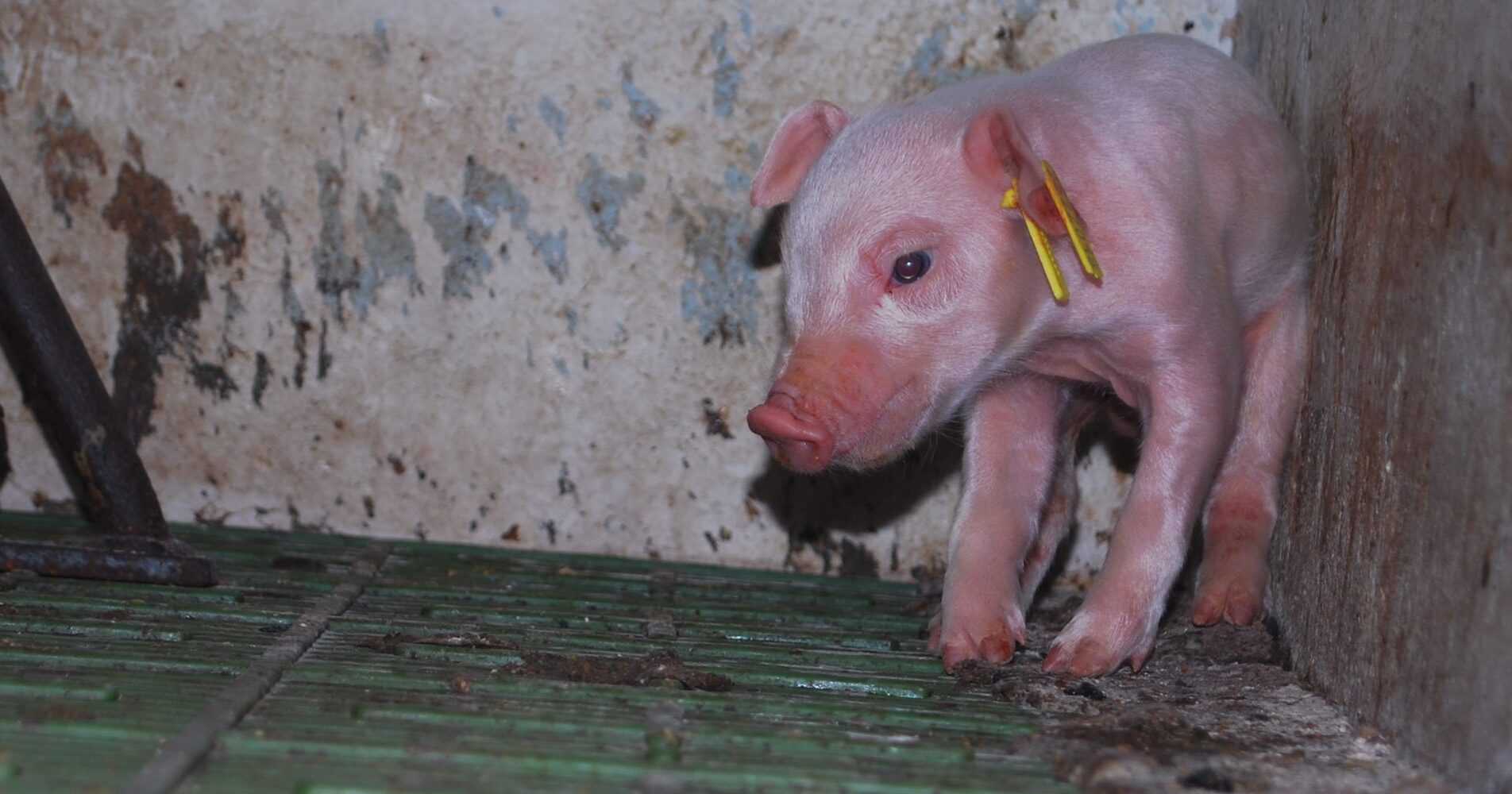 La realidad tras el ‘bienestar animal’ en granjas