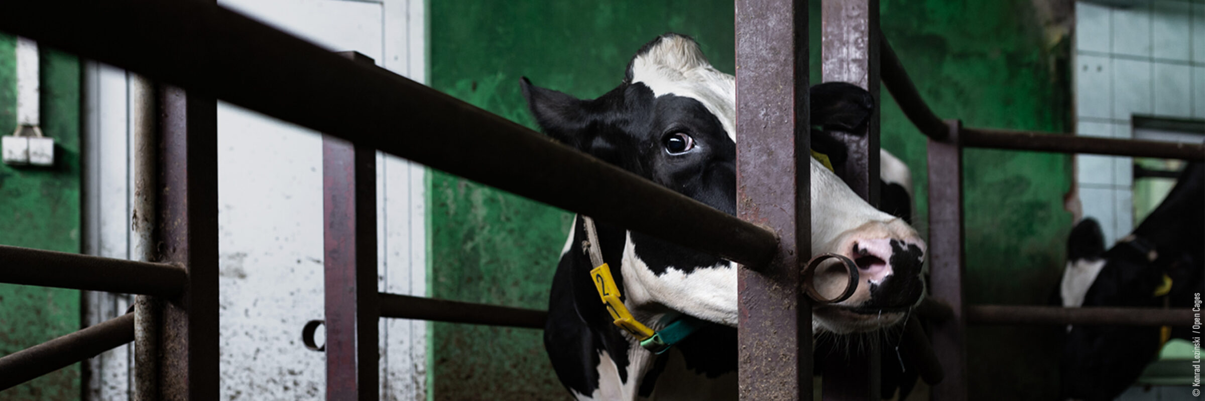 10 cosas crueles que les hacen a las vacas | Igualdad Animal