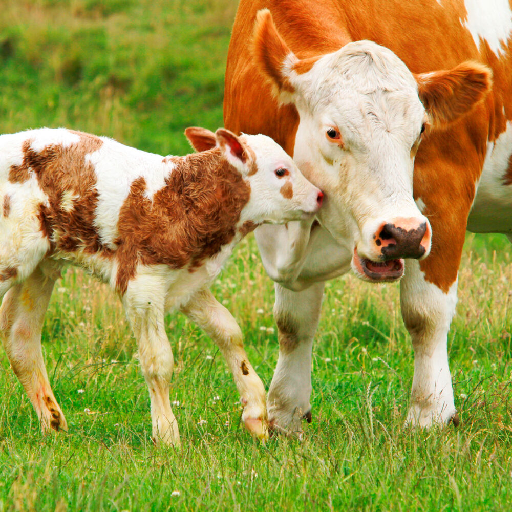 Salva a las vacas y a sus terneros | Igualdad Animal