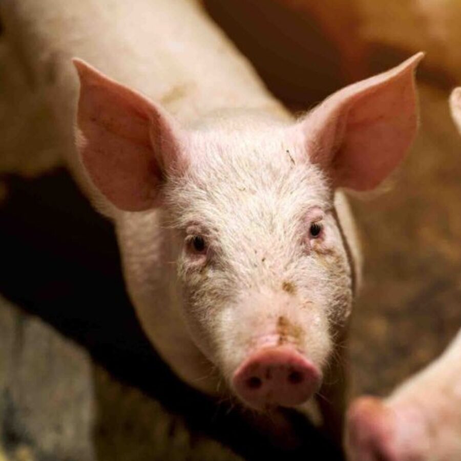 Una historia de compromiso y activismo | Igualdad Animal