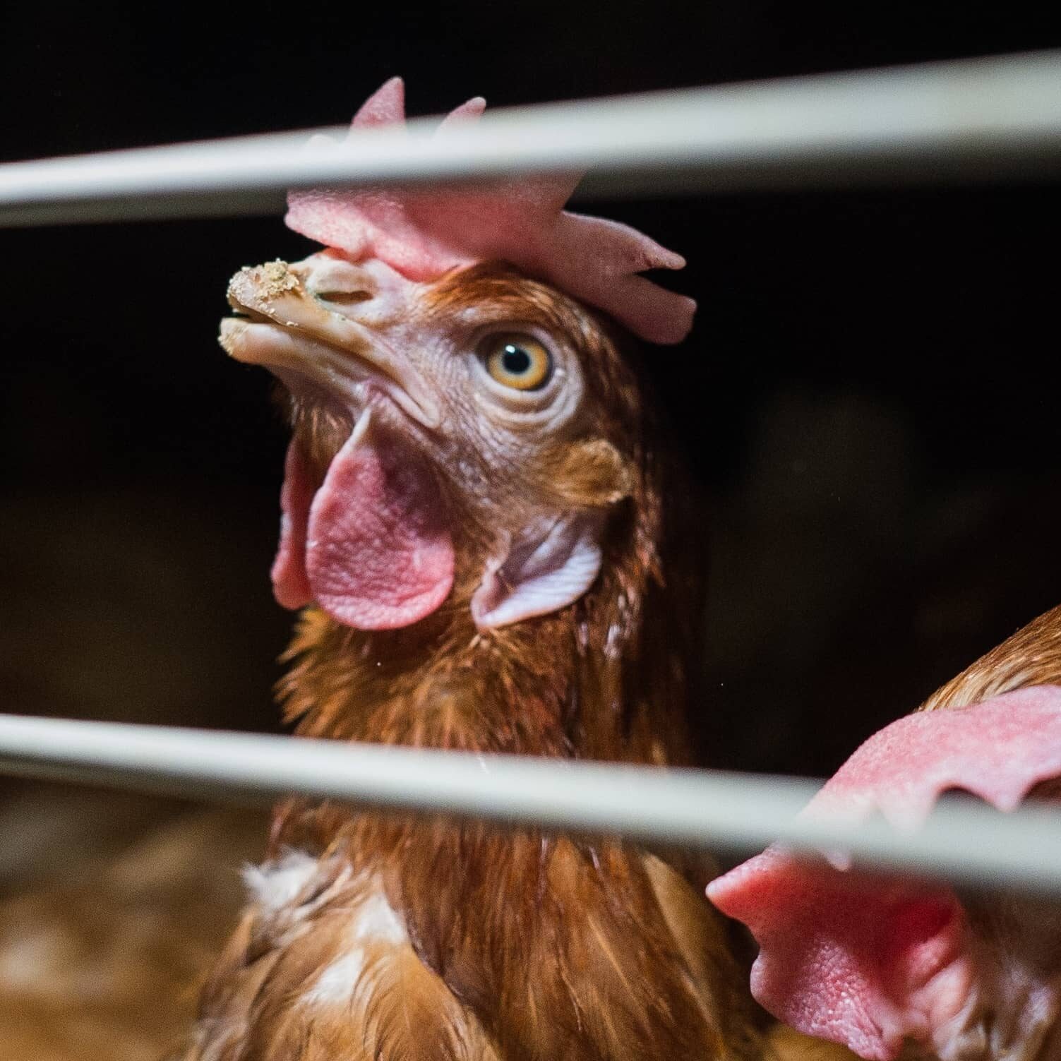 España avanza para eliminar las jaulas