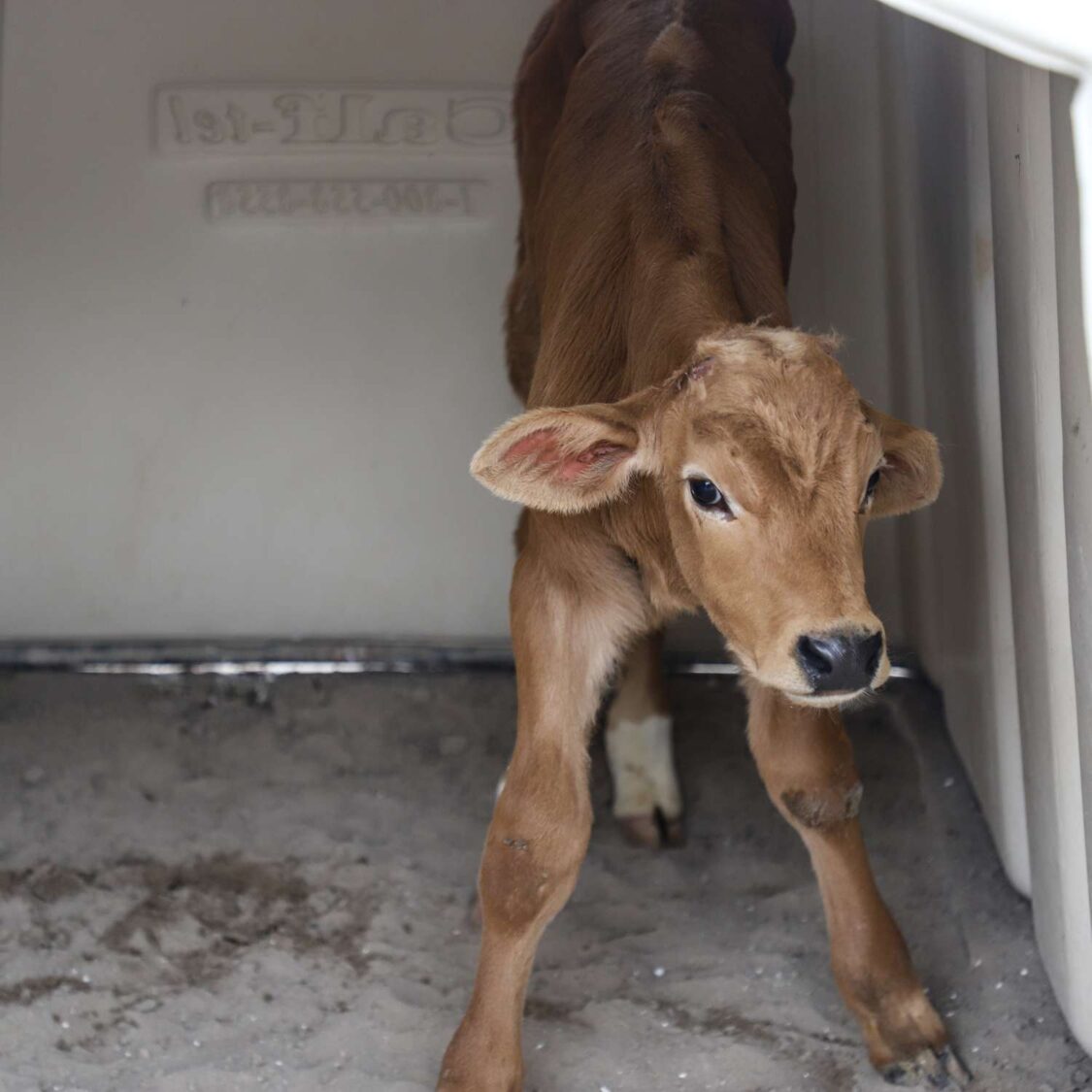 El corte de cuernos a los terneros en la industria láctea