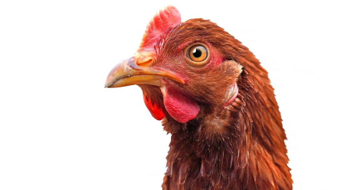 Europastry se compromete para poner fin a las jaulas | Igualdad Animal