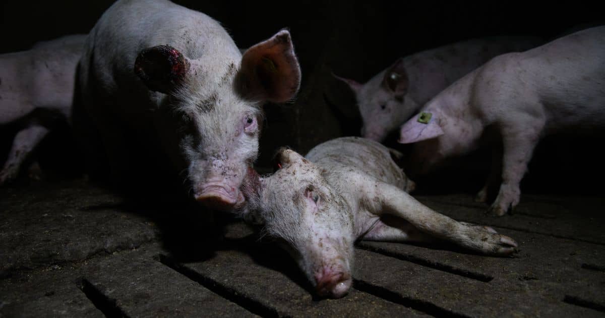 ¿Se repite el caso de El Pozo? | Igualdad Animal